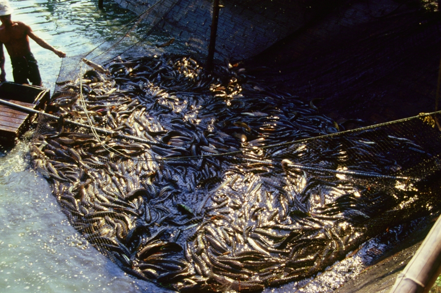 PHOTO LIBRARY: detail