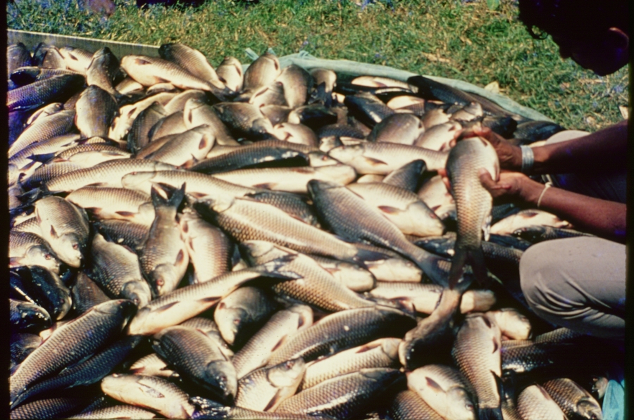 PHOTO LIBRARY: detail