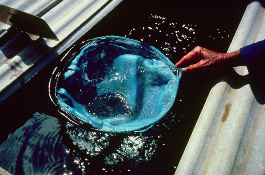 PHOTO LIBRARY: detail