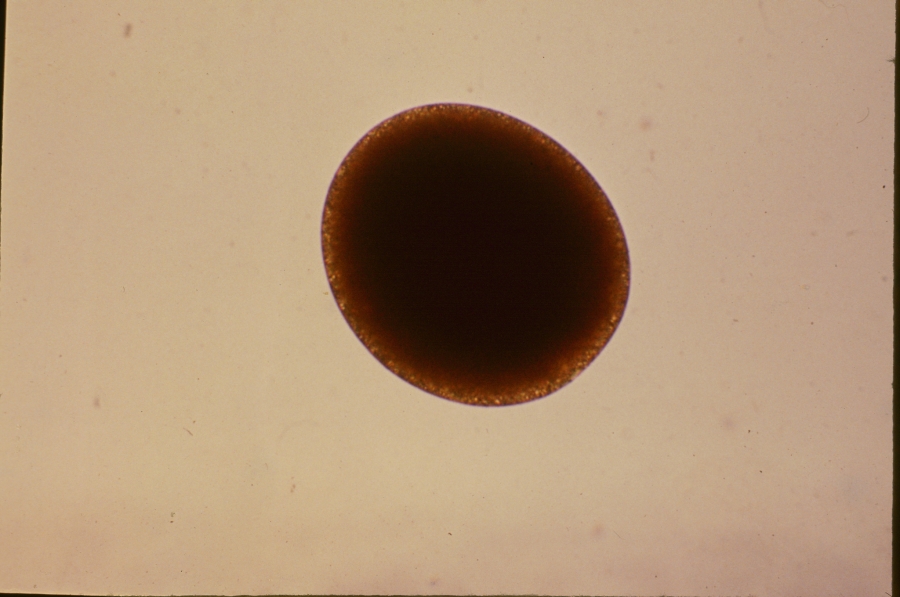 PHOTO LIBRARY: detail