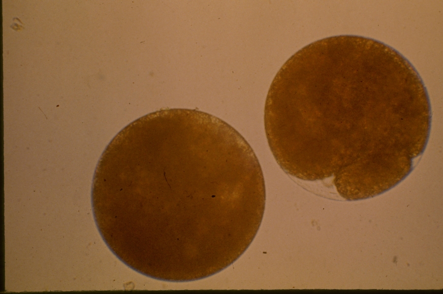 PHOTO LIBRARY: detail