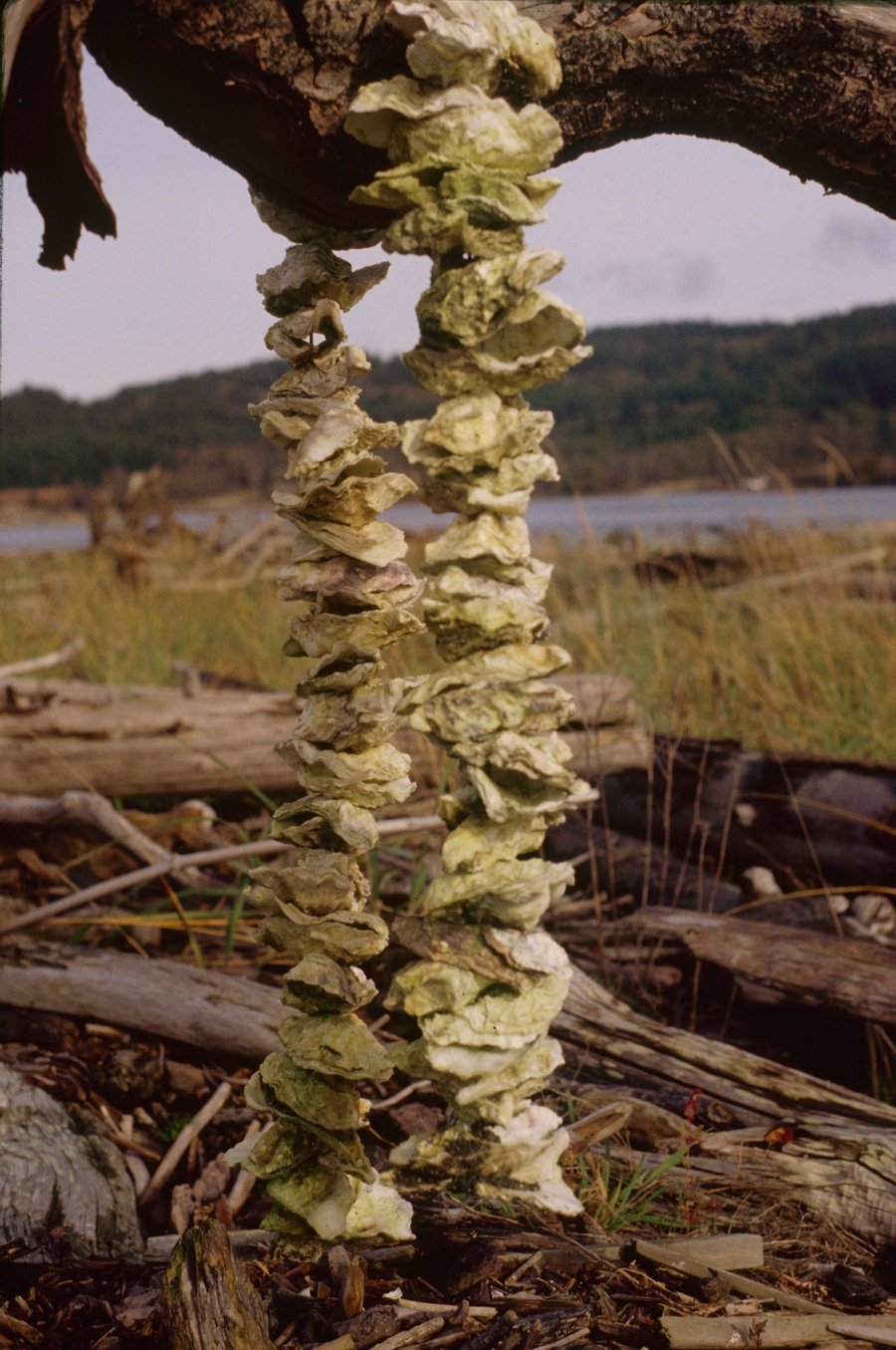 PHOTO LIBRARY: detail