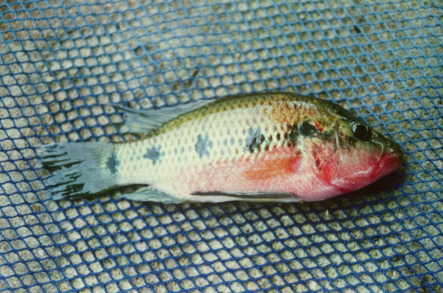 PHOTO LIBRARY: detail