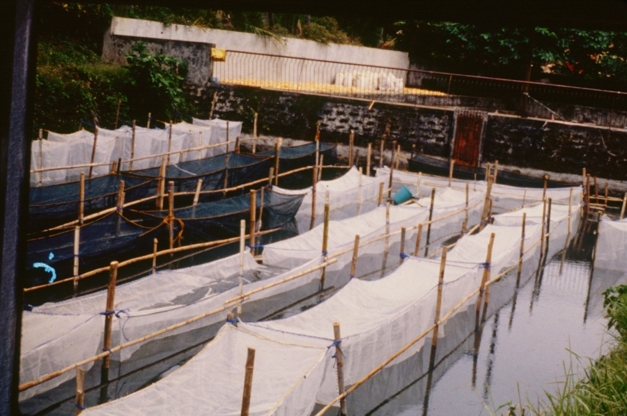 PHOTO LIBRARY: detail