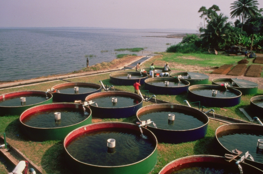 PHOTO LIBRARY: detail