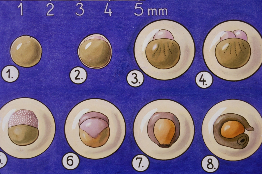 PHOTO LIBRARY: detail