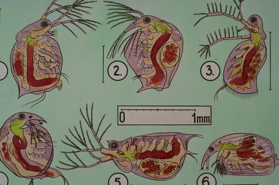 PHOTO LIBRARY: detail