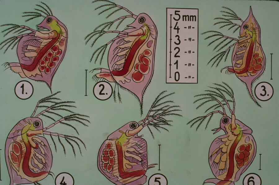 PHOTO LIBRARY: detail