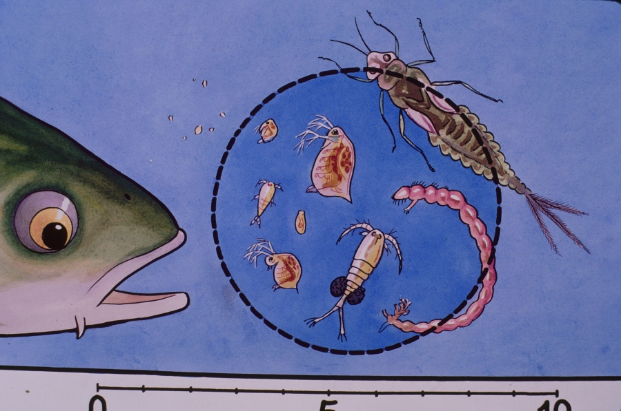 PHOTO LIBRARY: detail