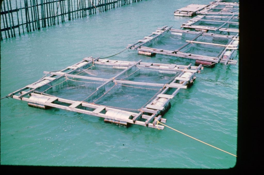 PHOTO LIBRARY: detail