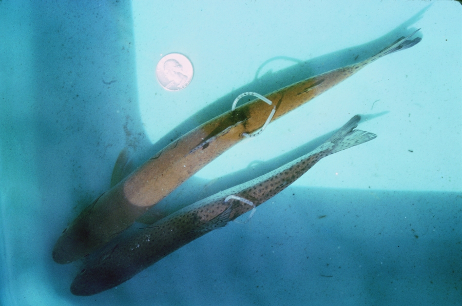 PHOTO LIBRARY: detail