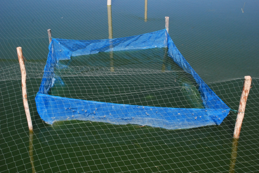 PHOTO LIBRARY: detail