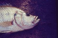 PHOTO LIBRARY: detail