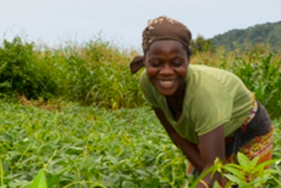The Government of Flanders (Belgium) renews its support to FAO’s ...