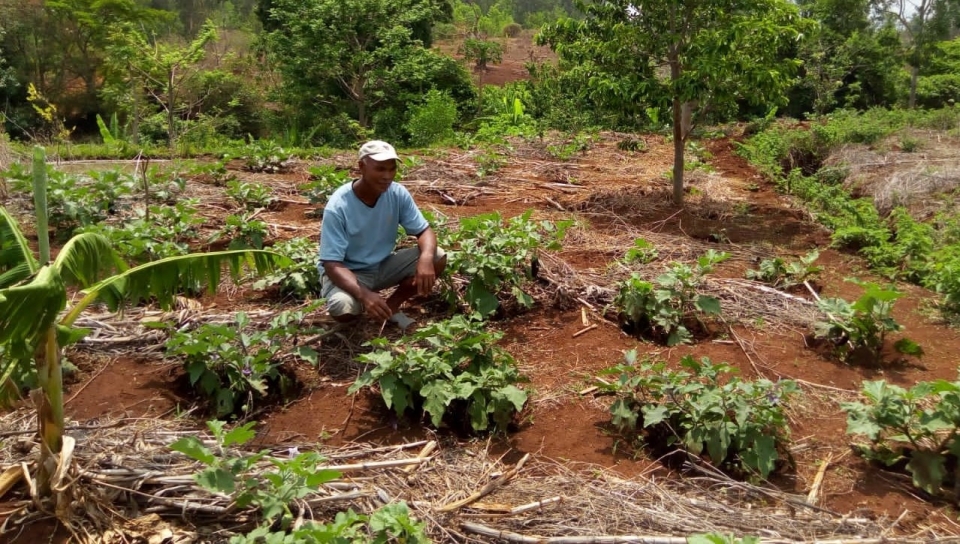 Forest and Farm Facility | Food and Agriculture Organization of the ...