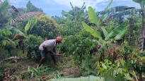 Restoring degraded lands in Madagascar through agroforestry | Forest ...