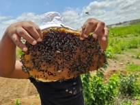 Celebrating World Bee Day with producer organizations | Forest and Farm ...