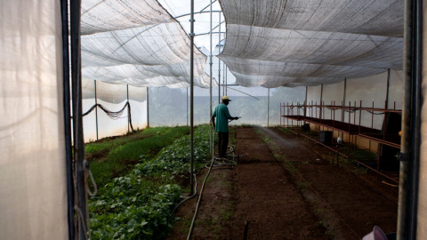 Inicio | Portal para los Miembros de la FAO | Organización de las ...