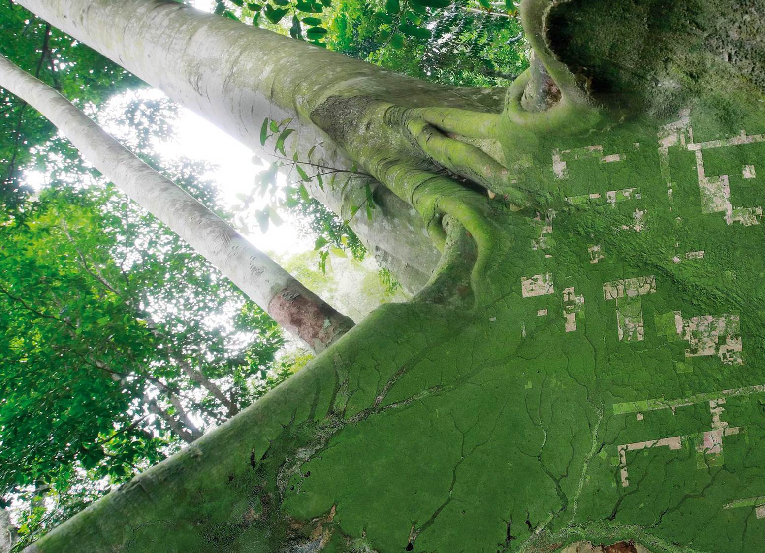 Global Forest Observations Initiative: List