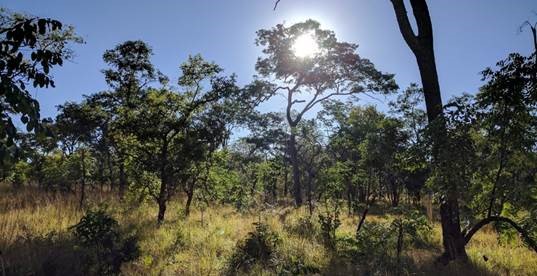 Global Forest Observations Initiative: Events detail