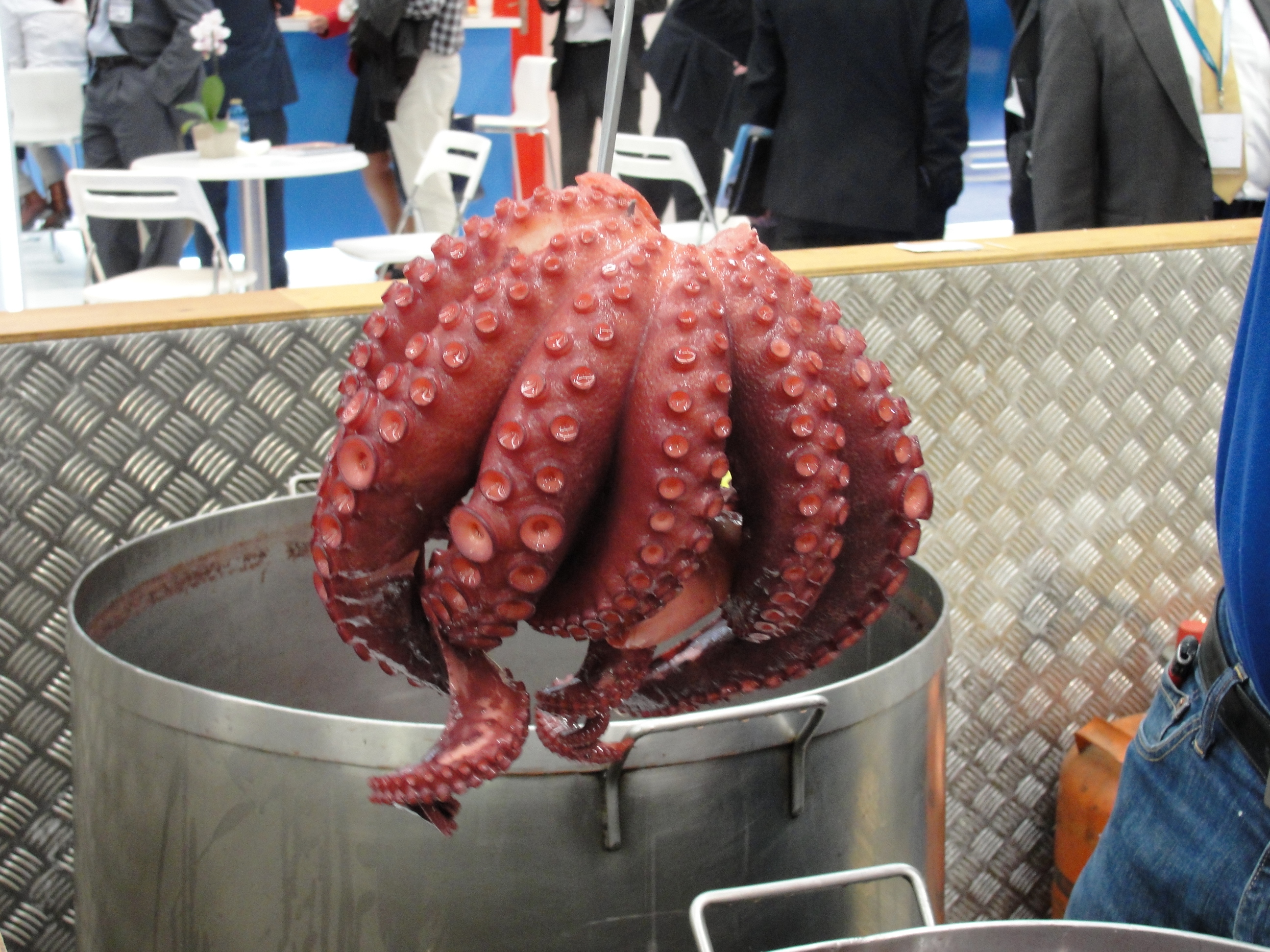 An overview of the octopus market in the first quarter of 2016 ...