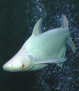 Pangasius - September 2014 | GLOBEFISH | Food and Agriculture ...