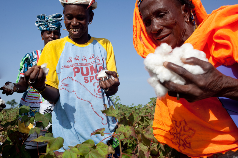 Sustainable intensification of African cotton sectors | Integrated ...