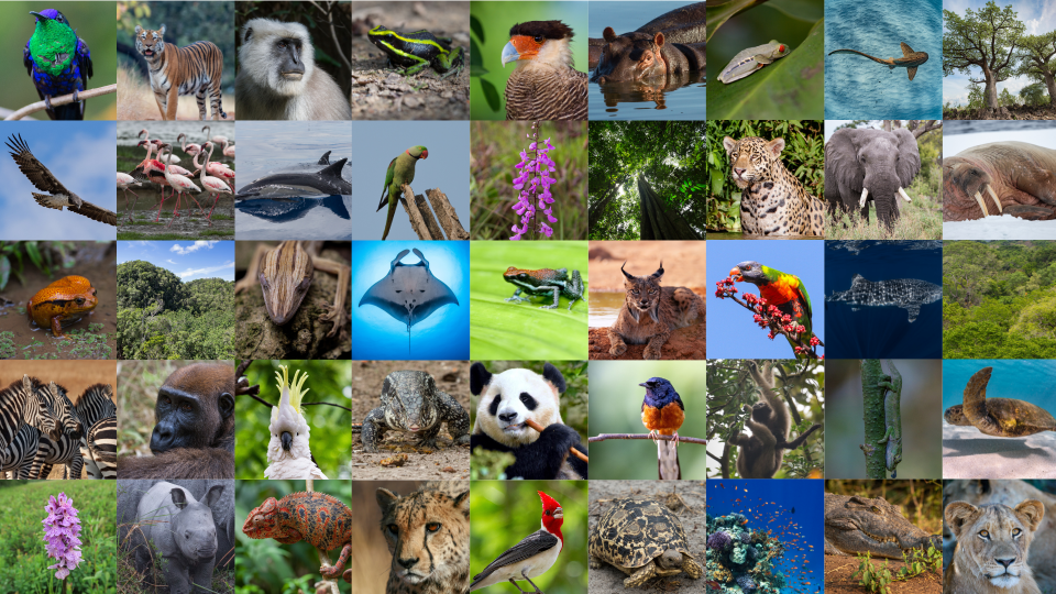 The Development Law Service | Food and Agriculture Organization of the ...