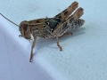 The annual regional Technical Workshop on Locusts in CCA is taking ...