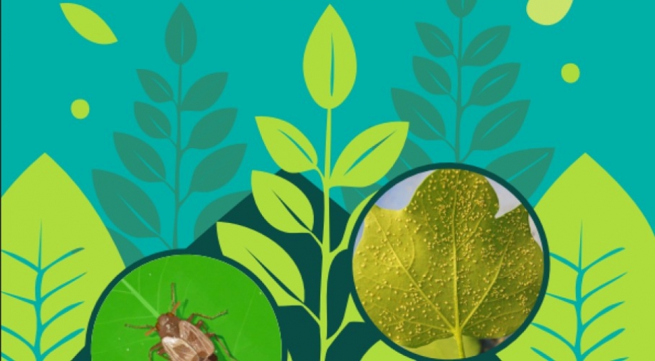 Pest and Pesticide Management | Food and Agriculture Organization of ...