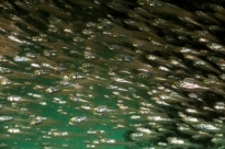 FAO - news article: FAO and the IMO International Maritime Law ...