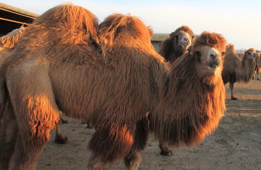 Pastoralist Knowledge Hub | Food and Agriculture Organization of the ...