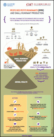 Infographics | Peste des petits ruminants | Food and Agriculture ...