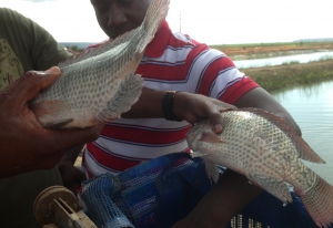 Stepping up Aquaculture development and production in Angola