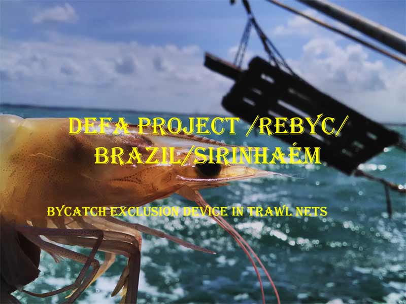 Shrimp Bycatch