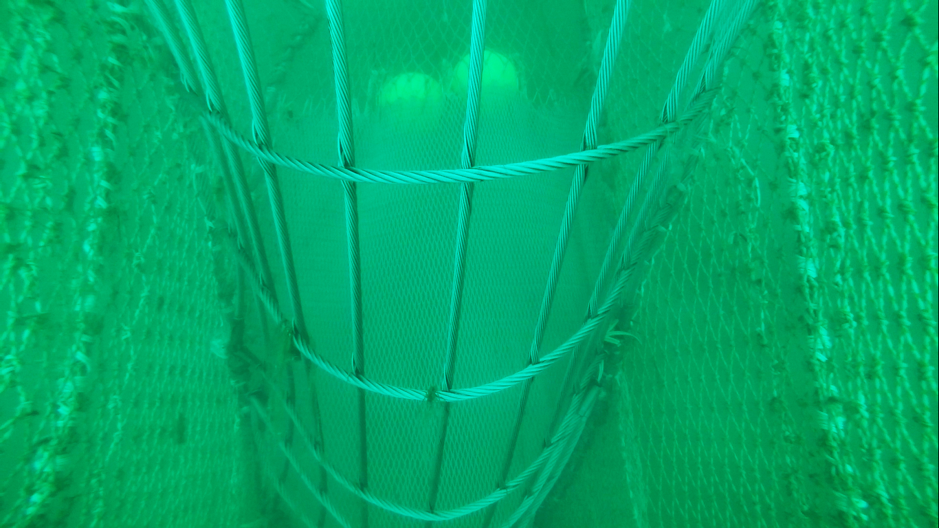 Suriname tests a flexible Turtle Excluder Device (TED) for finfish ...