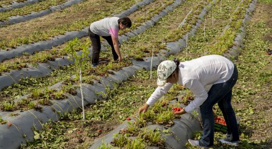 FAO Regional Office for Europe and Central Asia | Food and Agriculture ...