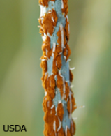 Rust - Stem: Report Archive