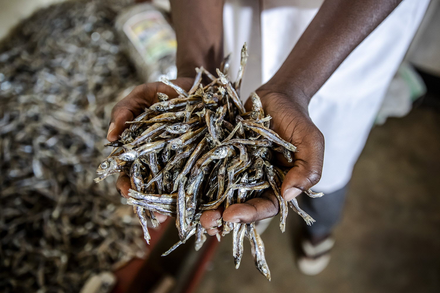 Equitable livelihoods, food and nutrition security in small-scale ...