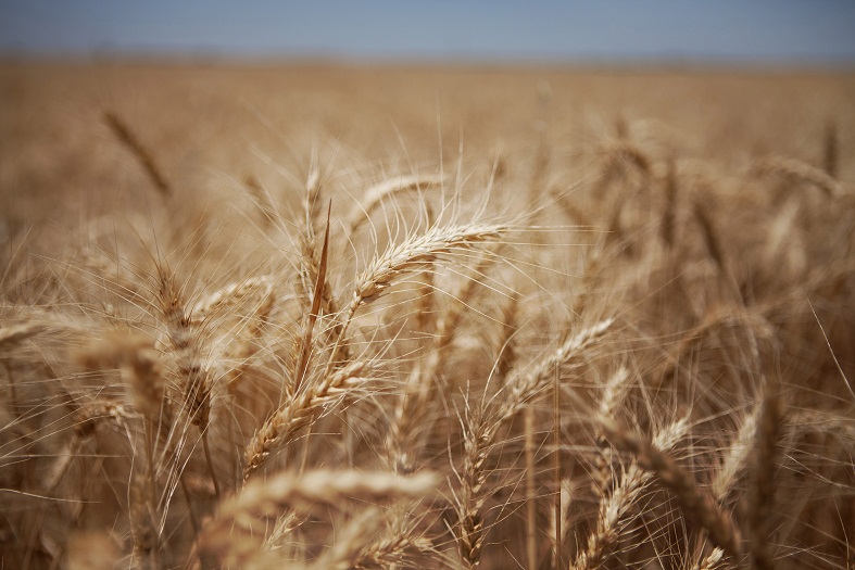 FAO and Ukraine improve market transparency | Support to Investment ...