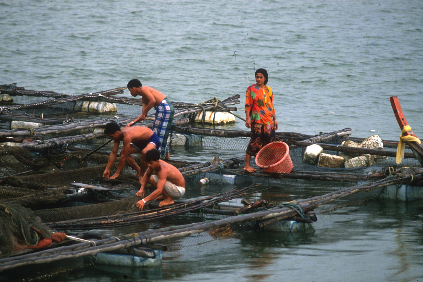 21 November 2020: World Fisheries Day: “Voices from the sea” | Yunga-UN ...