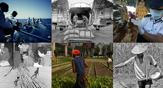 Quiz - How much do you know about FAO?