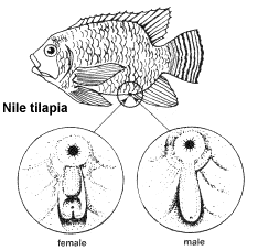 HANDBOOK9. Stocking your pond with baby fish