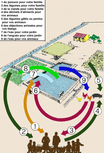 MANUEL DE PISCICULTURE ARTISANALE EN EAU DOUCE