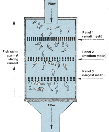 MANAGEMENT for freshwater fish culture
