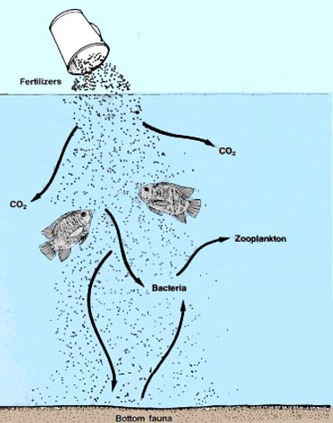6. Fertilizing Fish Ponds