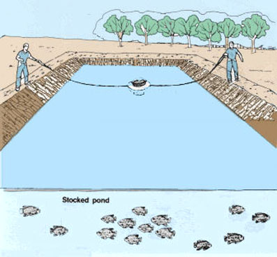 6. Fertilizing Fish Ponds