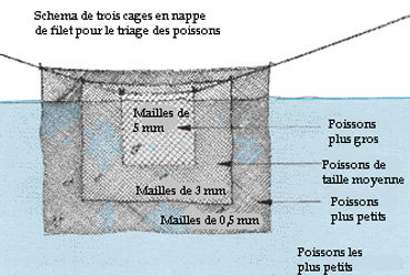 12. TRIAGE DES POISSONS