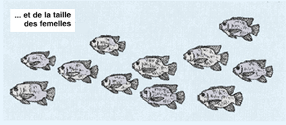 9. REPRODUCTION DES POISSONS