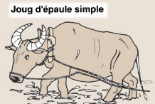 LES ÉTANGS ET LEURS OUVRAGES : construction des étangs de terre